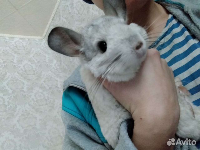 Шиншилла белый Вильсон самец