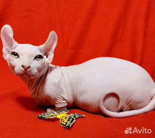 Счастье в дом с канадским двельфиком Пушком)