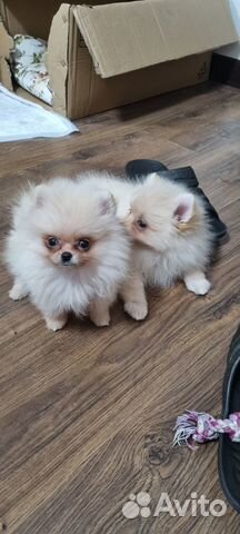 Шпицы мини мальчики и девочки