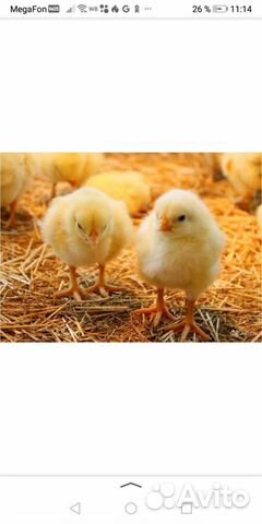 Цеплята бройлера коб 500
