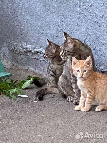 Кошка в дар бесплатно