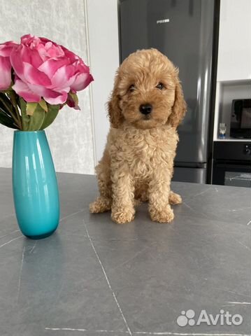 Щенки пуделя