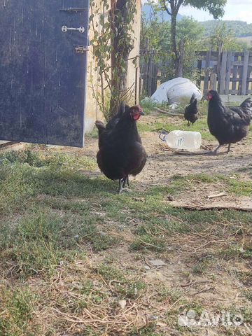 Куры джерсийский гигант