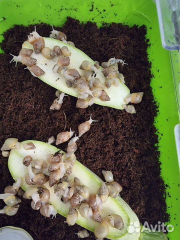 Улитки ахатины