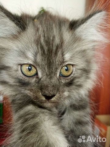 Котята в добрые руки. Серая кошечка, рыжий котик