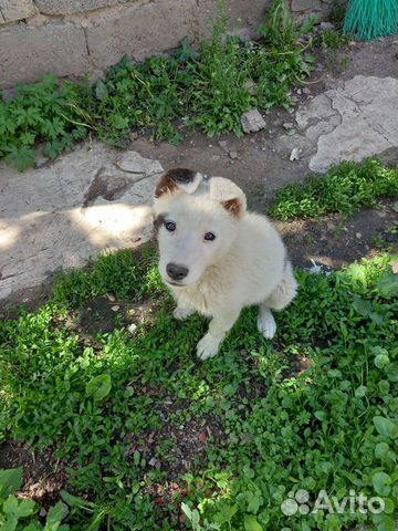 Отдаётся щенок и котята в добрые руки