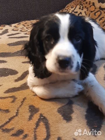 Щенок русского спаниеля