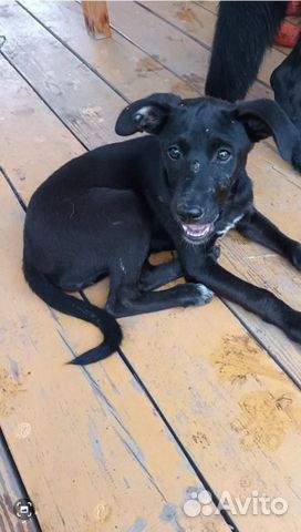 Щенок по имени Жуля желает обрести дом и семью)