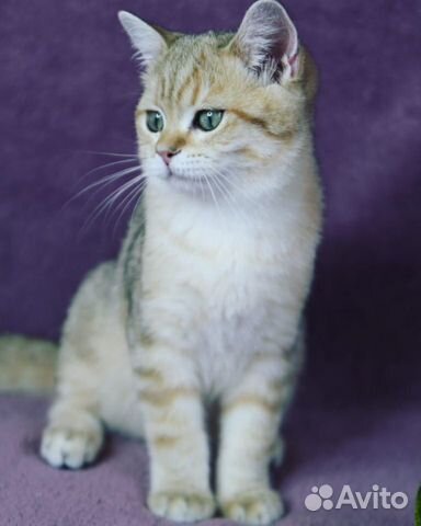 Британские породистые