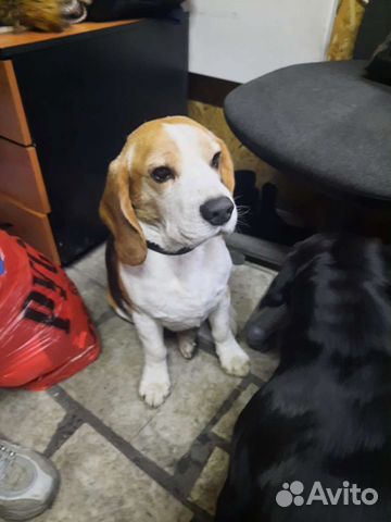 Бигль пес был найден