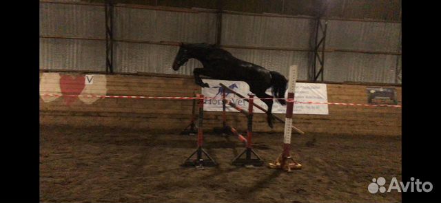 Гнедой мерин 6 лет