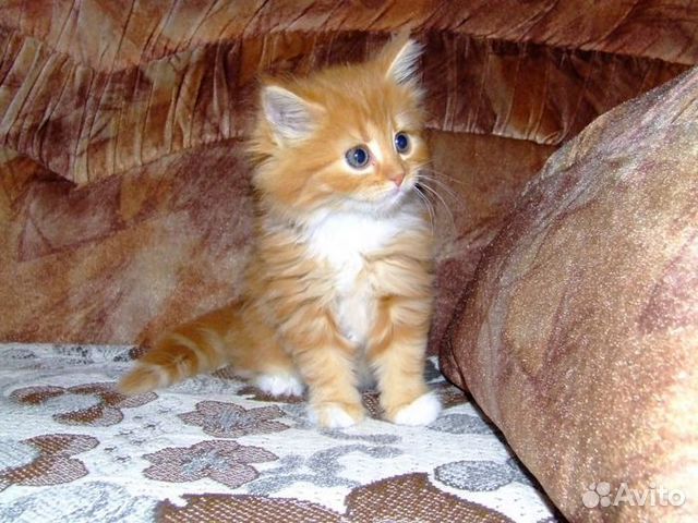 Сибирский котик