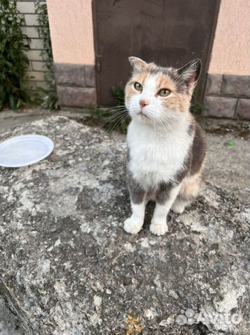 Кошка зайка