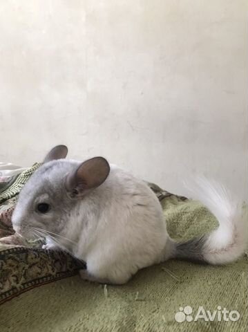 Шиншилла