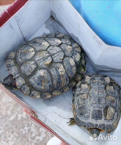 Отдам красноухую черепаху