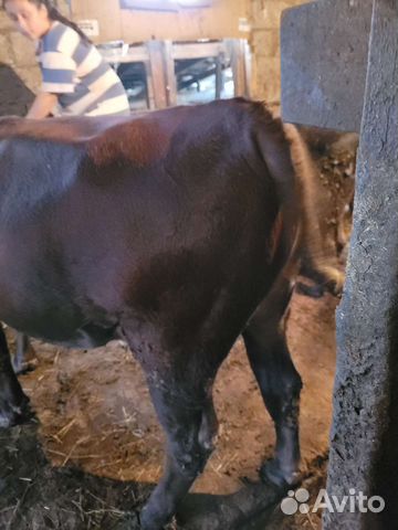 Быки на мясо