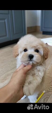 Мальчики мальтипу f1