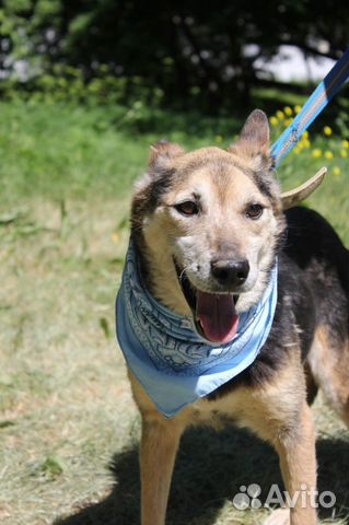 Неужели я умру так не став домашним