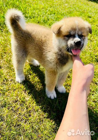 Собака акита ину щенки