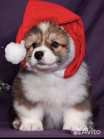 Вельш-корги пемброк (флаффи)