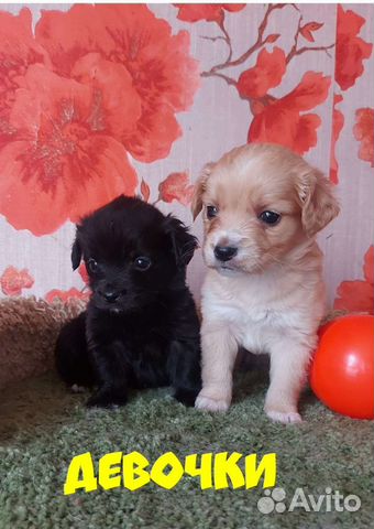 Щенки коротколапки