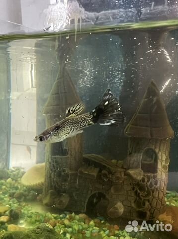 Гуппи кобра