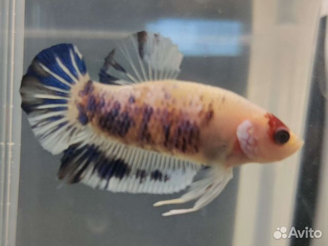 Петушок плакат мрамор слабоокрашенный