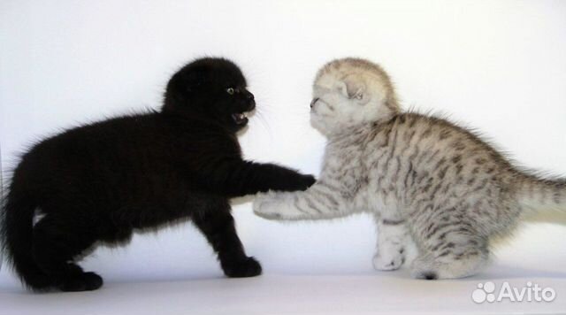 Лучший подарок в год кота, шотландские котята