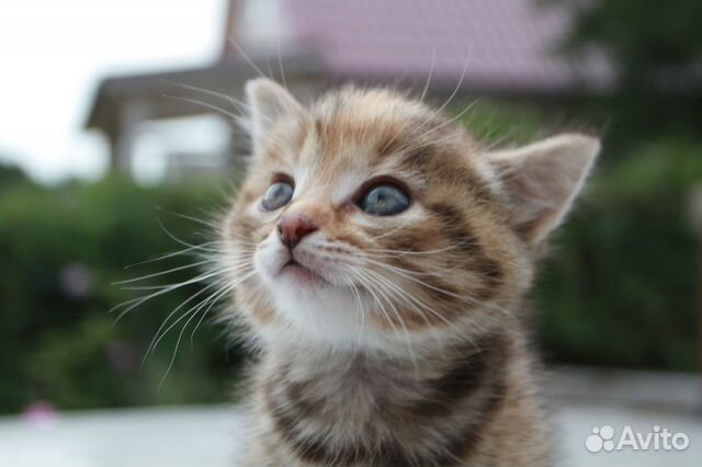 Трехцветная кошечка