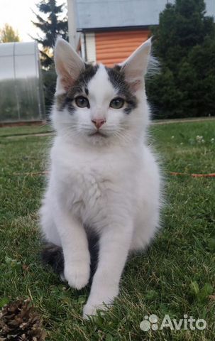 Домашний котенок Макс 3 месяца в дар