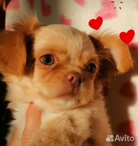 Подрощенный мальчишка