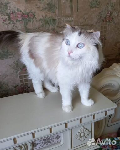 Кошка молодая бесплатно