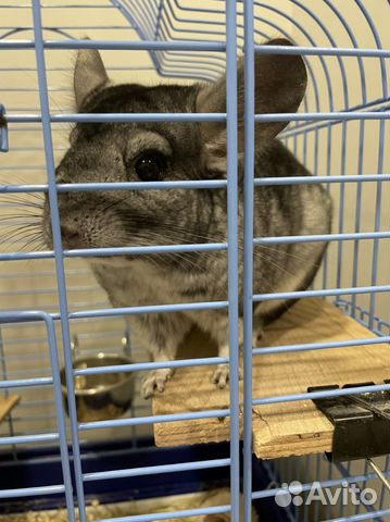 Серебристая шиншилла с клеткой