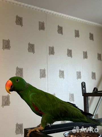 Самец Эклектуса