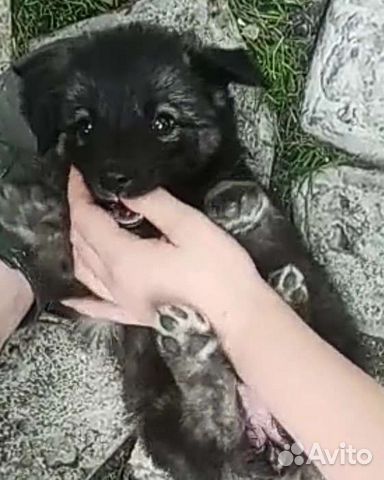 Щенок в добрые руки бесплатно