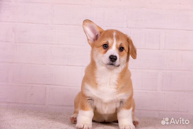 Вельш-корги пемброк