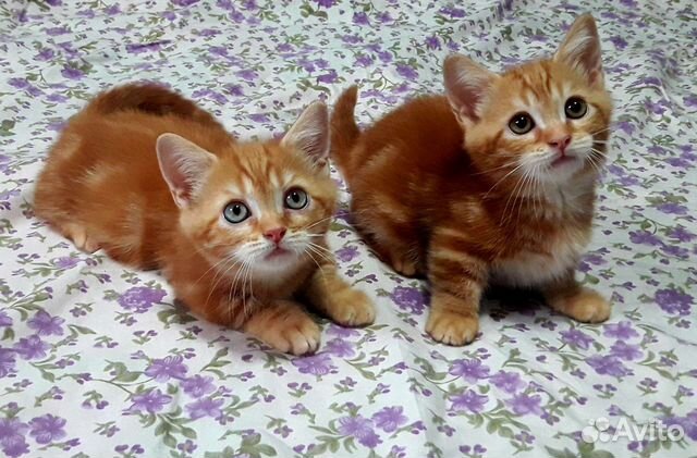 Эксклюзивные малыши