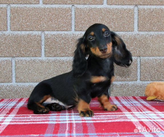 Мальчик - кроличья такса д/ш