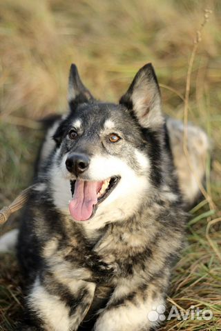 Красивый волчонок ищет дом