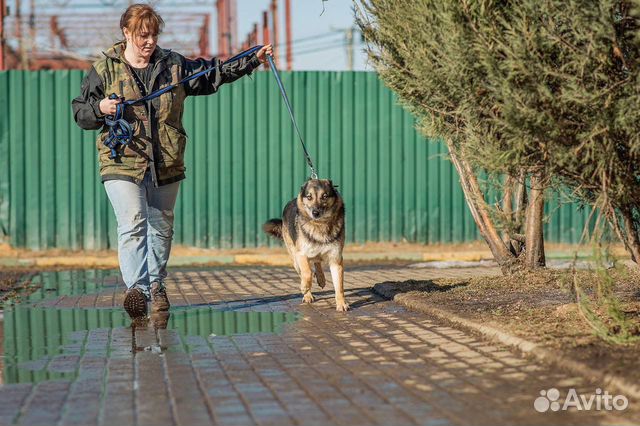 Ищет дом пёс Поло