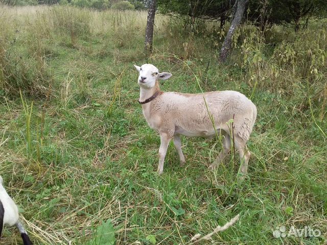 Катумские барашки