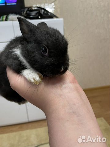 Кролик