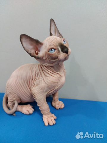 Канадский сфинкс