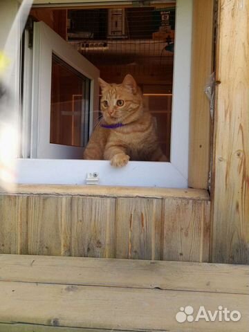 Рыжулька в дар