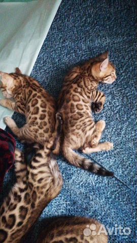 Бенгальские котята