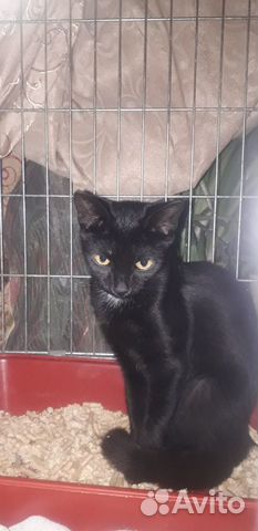 Черная ласковая маленькая кошечка