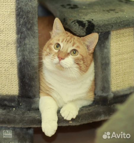 Котик в добрые руки