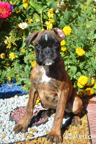 Настоящий тигр боксеренок