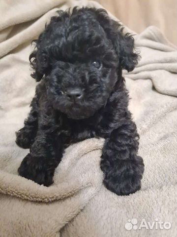 Щенки той пуделя