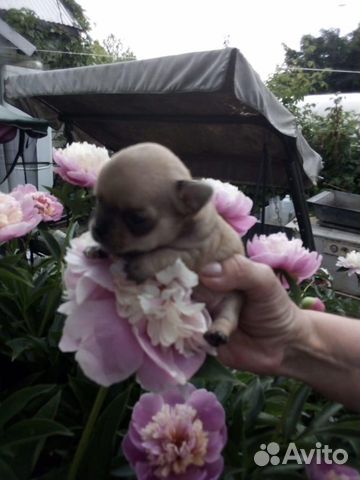 Чихуахуа щенки РКФ цена 19 тысяч
